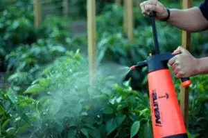 Sådan sprayer og håndterer tomater af kedeligt syre