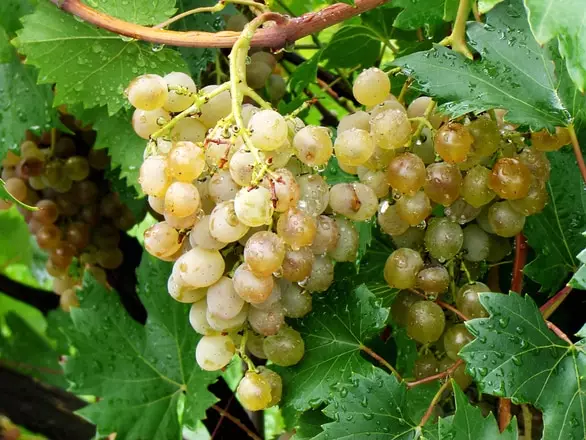 Langeb viinamarjadele