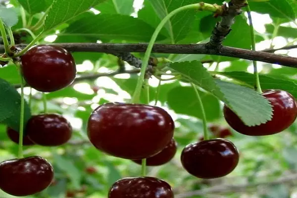 Cherry Melitopol Dessert: คำอธิบายและลักษณะของพันธุ์ไม้ Agrotechnics