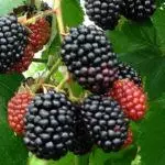 Blackberry Chachanska Magnia: popis odrůdy a charakteristik, kultivace 5720_2