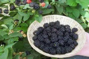 Beskrivelse og egenskaber ved BlackBerry sorter af Ruben, Planting and Care Technology