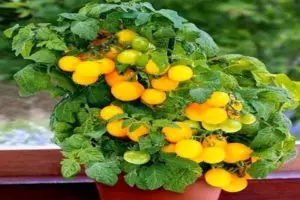 Beschreiwung vun der Varietéit vun Tomate Binett, Empfehlungen fir d'Kultivatioun