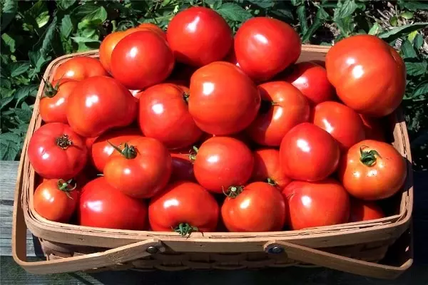Tomatoes Lukoshko.