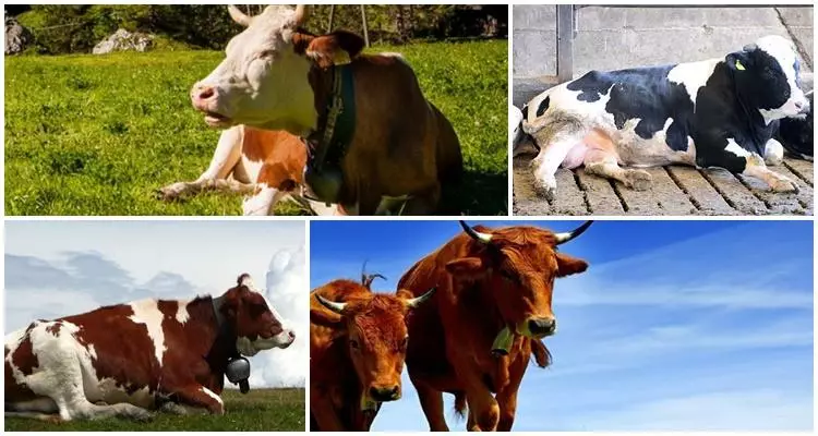 Lembu selepas anak lembu teruk makan jerami: apa yang perlu dilakukan dan apa sebabnya, rawatan 5724_11