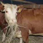 La vaca després de la conversa està malament menjant fenc: què fer i quina és la causa, tractament 5724_12