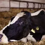La vaca després de la conversa està malament menjant fenc: què fer i quina és la causa, tractament 5724_13