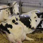La vache après le vêlage mangent mal du foin: que faire et quelle est la cause, le traitement 5724_14