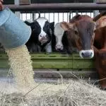 產犢後的牛吃了乾草：該怎麼辦和原因，治療 5724_18