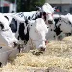 Kráva po otelení je špatně jíst seno: Co dělat a jaká je příčina, léčba 5724_19