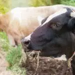 產犢後的牛吃了乾草：該怎麼辦和原因，治療 5724_20