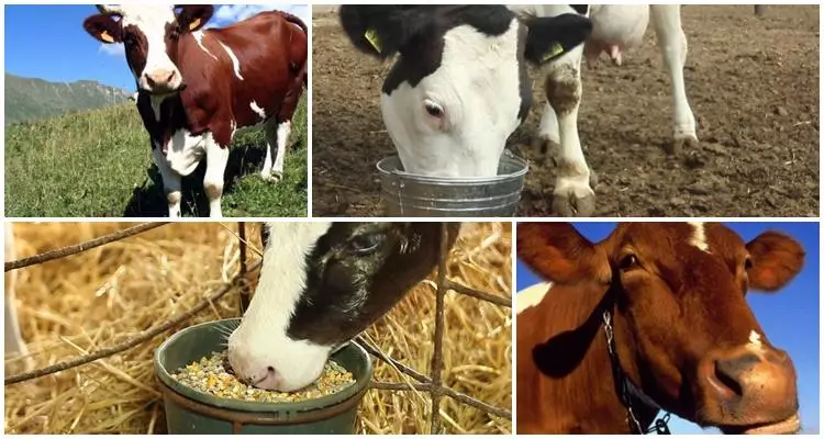 годування корів