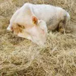 產犢後的牛吃了乾草：該怎麼辦和原因，治療 5724_3