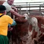 Calving नंतर गाय वाईट खाणे आहे: काय करावे आणि काय कारण, उपचार काय आहे 5724_4
