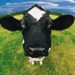 Calving नंतर गाय वाईट खाणे आहे: काय करावे आणि काय कारण, उपचार काय आहे 5724_5