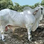 Диви крава: 8 сорти и нивниот опис, каде што живеат во природата 5727_12