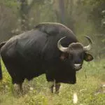 Диви крава: 8 сорти и нивниот опис, каде што живеат во природата 5727_15