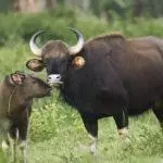 Диви крава: 8 сорти и нивниот опис, каде што живеат во природата 5727_16