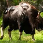 Диви крава: 8 сорти и нивниот опис, каде што живеат во природата 5727_17