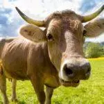 Диви крава: 8 сорти и нивниот опис, каде што живеат во природата 5727_2