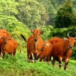 Диви крава: 8 сорти и нивниот опис, каде што живеат во природата 5727_26