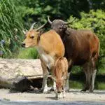Диви крава: 8 сорти и нивниот опис, каде што живеат во природата 5727_27