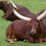 Диви крава: 8 сорти и нивниот опис, каде што живеат во природата 5727_3