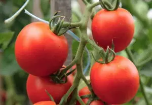 Karaktäristik och beskrivning av olika Tomat Dachnik, dess utbyte