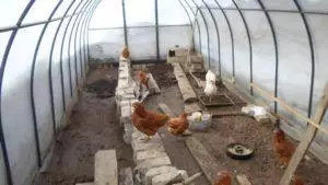 폴리 카보네이트에서 닭고기를 건설하는 방법은 자신의 손과 새의 규칙을 지키고 있습니다.