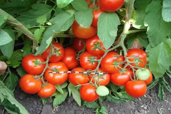 Tomatoes ya Mashariki
