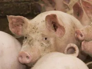 Opis i simptomi infekcije pigs cistikeroze, metode liječenja finoze