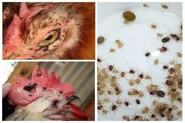 Kutu pada ayam: Cara bertarung dan menyingkirkan metode rakyat, obat terbaik