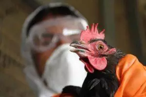 Symptomy a léčba ptačí chřipky u kuřat, příznaků a projevů