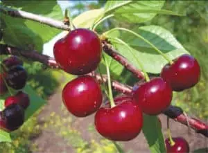 Description and characteristics of the cherry stroke, the difference from the variety of Nord Star