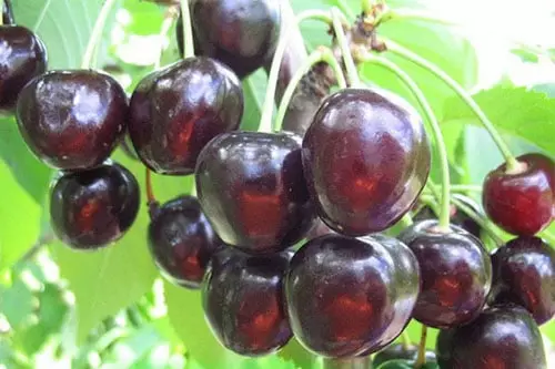 Cherry khautoka
