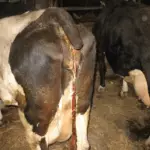 Крава јела последњи: знакови и лечење, могуће последице 5737_3