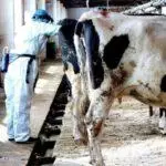 Cow ate the last: signs and treatment, possible consequences 5737_9