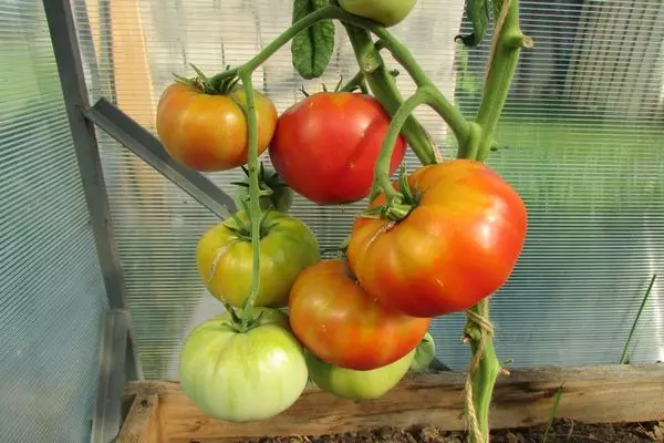 Pomidor pomidor
