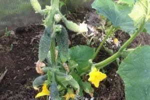 The better to feed the cucumbers during flowering and fruiting