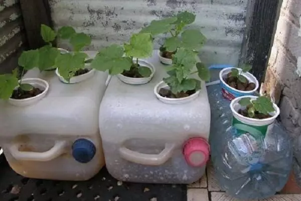 Hydroponics n'ụlọ