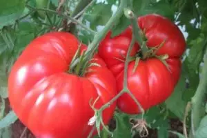 Karakteristyk en beskriuwing fan it Tomato Variety Spaanske reus, syn opbringst