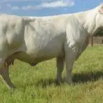Месни породи крави: описания на топ 12 и тяхната характеристика, в която се отглеждат 5741_10