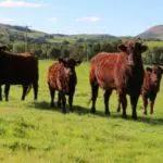 Vleesrassen van koeien: beschrijvingen van de top 12 en hun kenmerk waar ze worden gefokt 5741_12