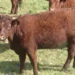 Razas de carne de vacas: descricións dos 12 primeiros e a súa característica onde están criados 5741_13