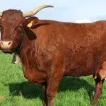 Các giống thịt của bò: mô tả của top 12 và đặc điểm của chúng nơi chúng được nhân giống 5741_14