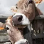 سلالات اللحوم من الأبقار: أوصاف من أعلى 12 وتميزهم حيث يتم بل 5741_15