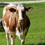 Mesne pasmine krava: opisi prvih 12 i njihove karakteristike gdje se uzgajaju 5741_16