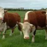 ხორცის ჯიშების ძროხა: ზედა 12-ის აღწერა და მათი დამახასიათებელი, სადაც ისინი გამოყვანილია 5741_17