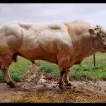 Месни породи крави: описания на топ 12 и тяхната характеристика, в която се отглеждат 5741_18