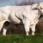 สายพันธุ์เนื้อวัว: คำอธิบายของ 12 อันดับแรกและลักษณะของพวกเขาที่พวกเขาได้รับการอบรม 5741_19