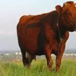 牛の肉の品種トップ12の説明とそれらの特徴が育った場所 5741_2
